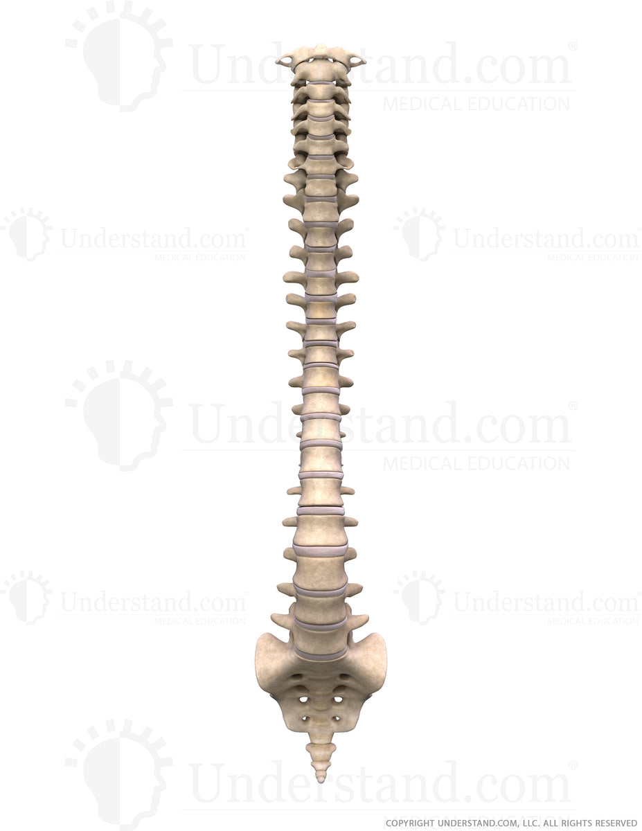 Spine Bones and Discs Anterior Image – Understand.com