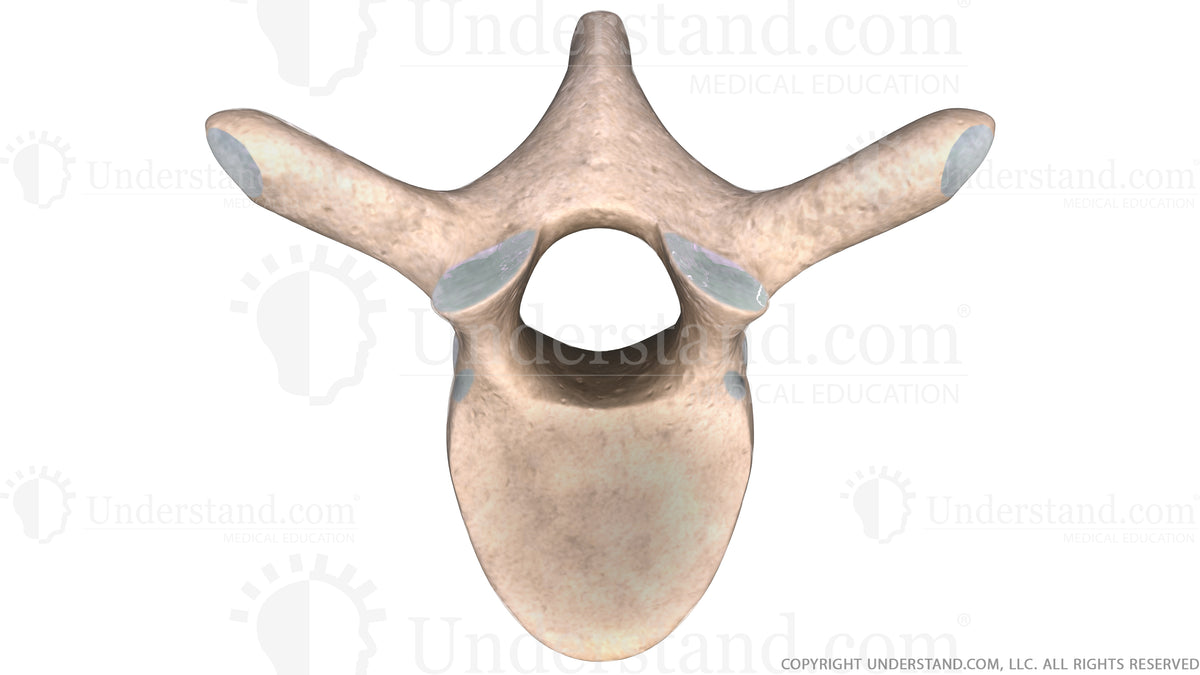 Thoracic (T6) Vertebra Image – Understand.com