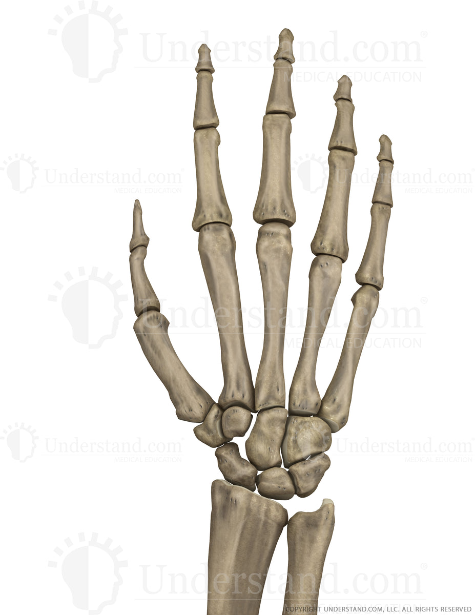 Hand and Wrist Bone Dorsal Image – Understand.com