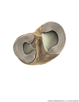 Tibial Plateau Superior Image – Understand.com