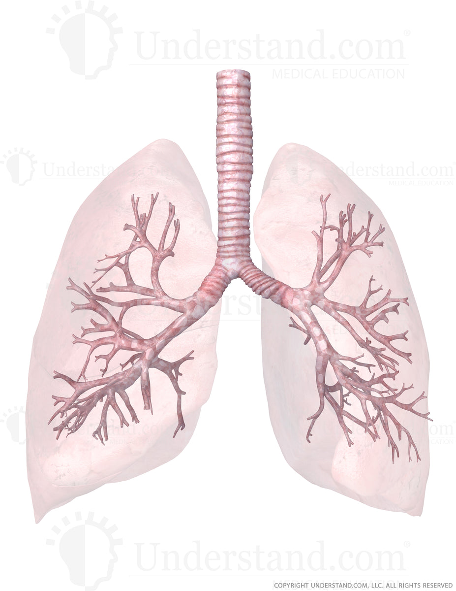 Transparent Lungs and Trachea with Bronchial Tree View 1 Image ...