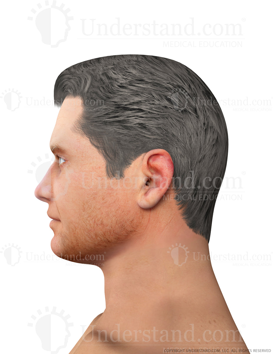Face Male Left Lateral Image – Understand.com