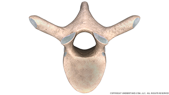 Thoracic (T6) Vertebra Image – Understand.com