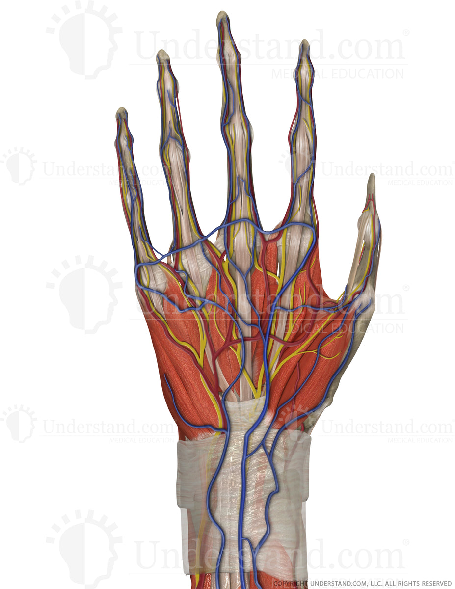 Hand and Wrist Complete Palmar (with Palmaris Longus M) Image ...