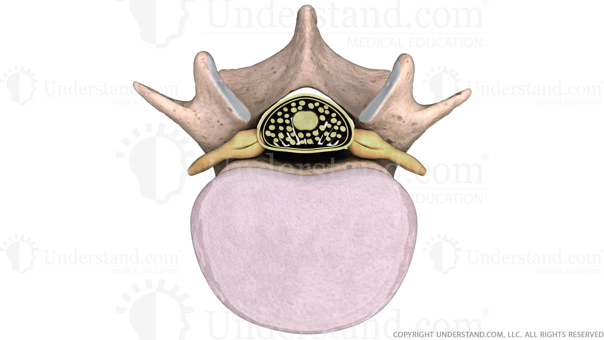 Lumbar Vertebra (L4) with Spinal Disc and Spinal Column Image ...