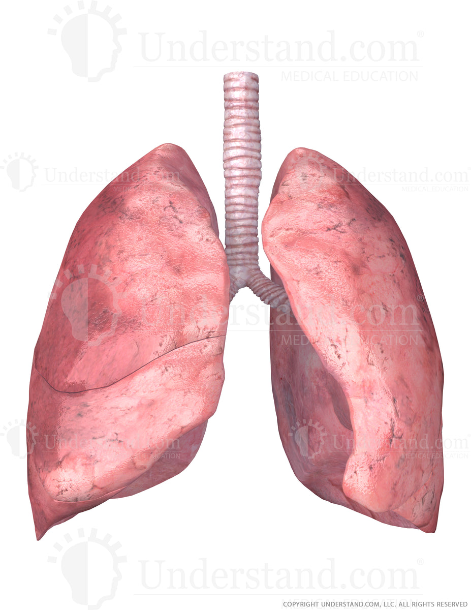 Real Human Lungs