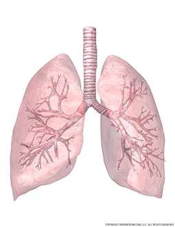 Transparent Lungs and Trachea with Bronchial Tree View 2 Image ...