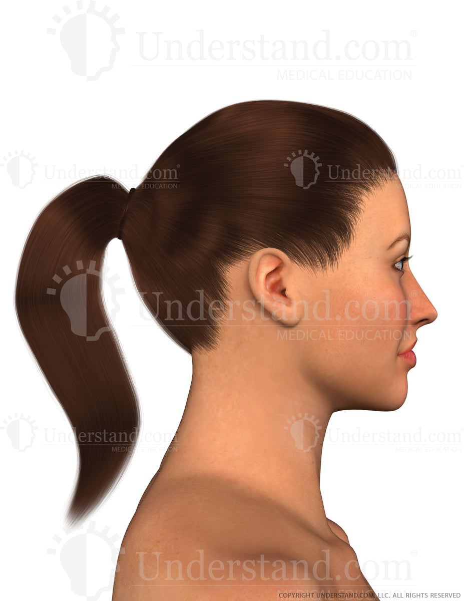 Face Female Right Lateral Image – Understand.com