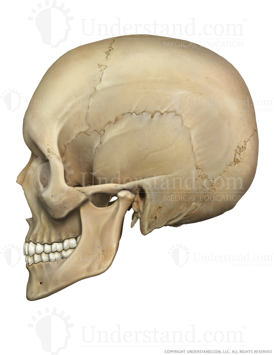 Human Skull Right Side View