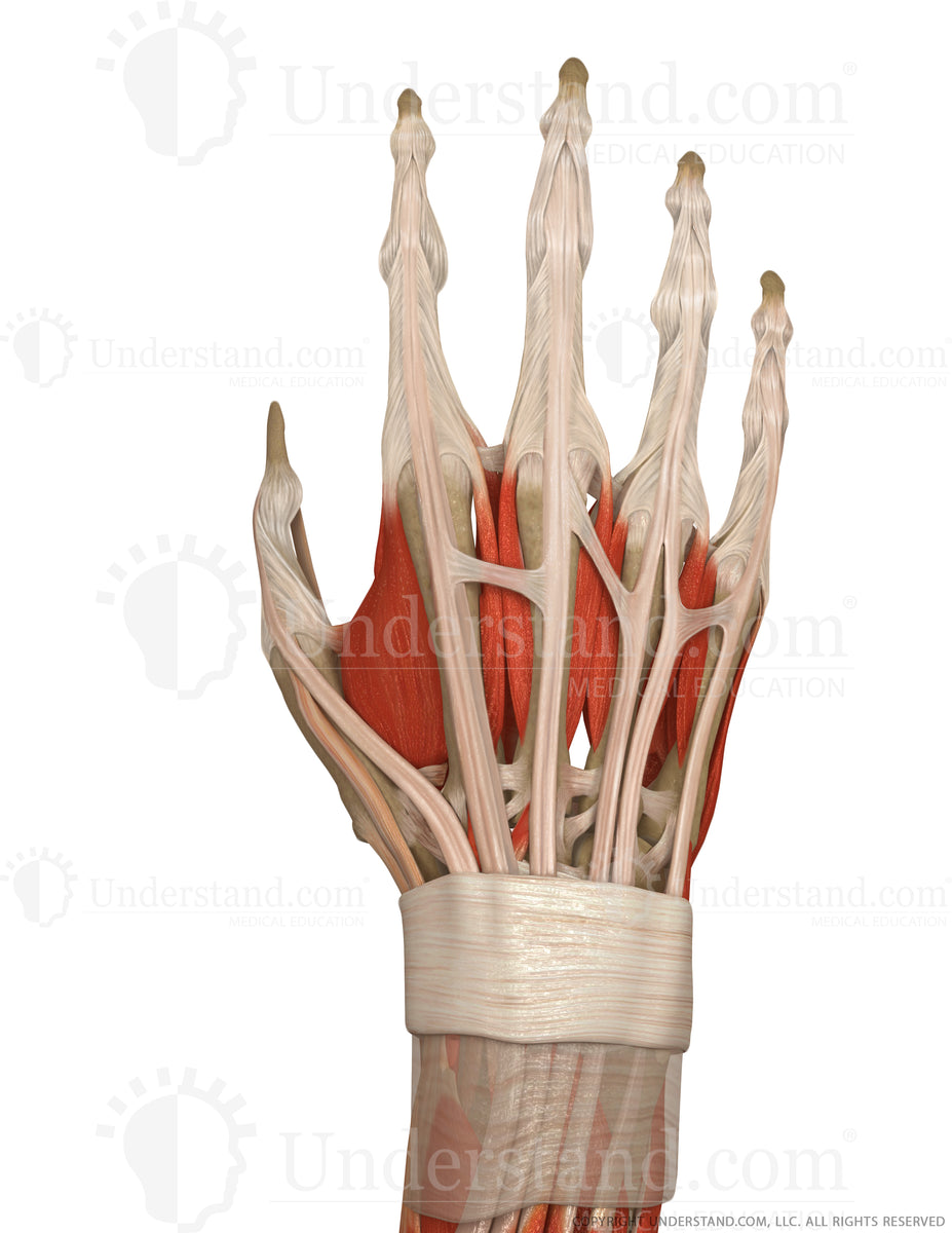 Hand and Wrist Bone, Ligaments, Muscles Dorsal Image – Understand.com