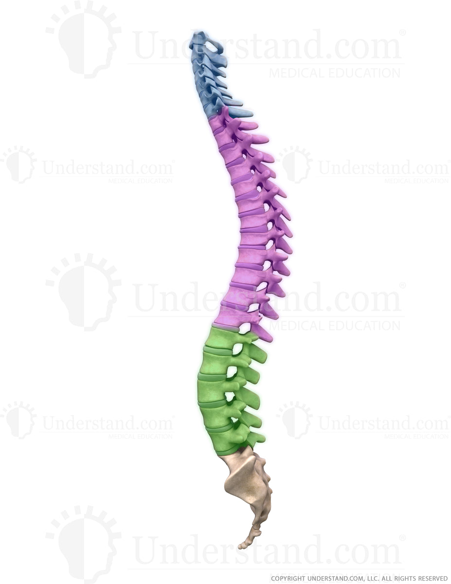 Spine Bones and Discs with Highlighted Regions Lateral Image ...