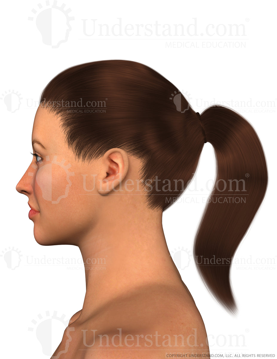 Face Female Left Lateral Image – Understand.com
