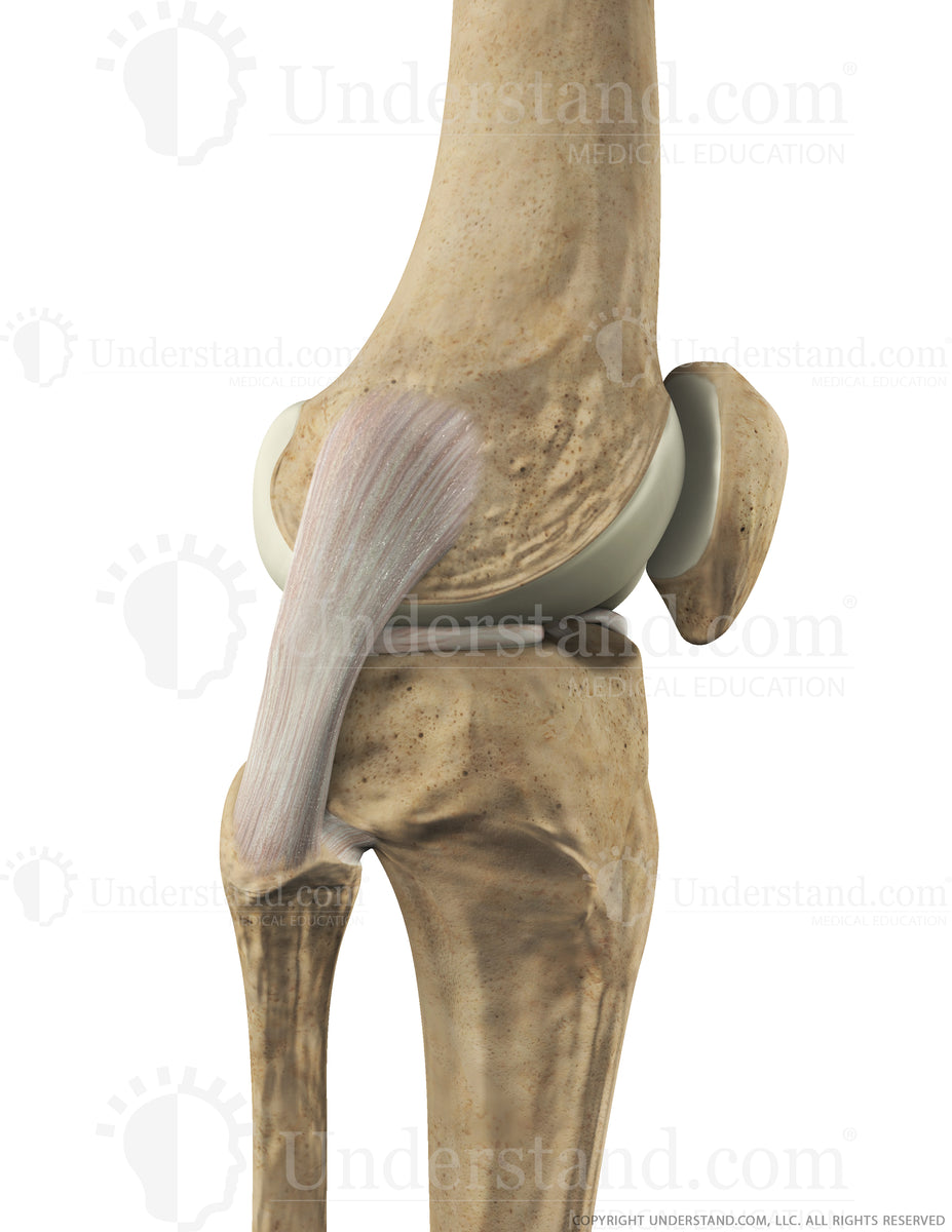 Ligaments Of The Knee Netter