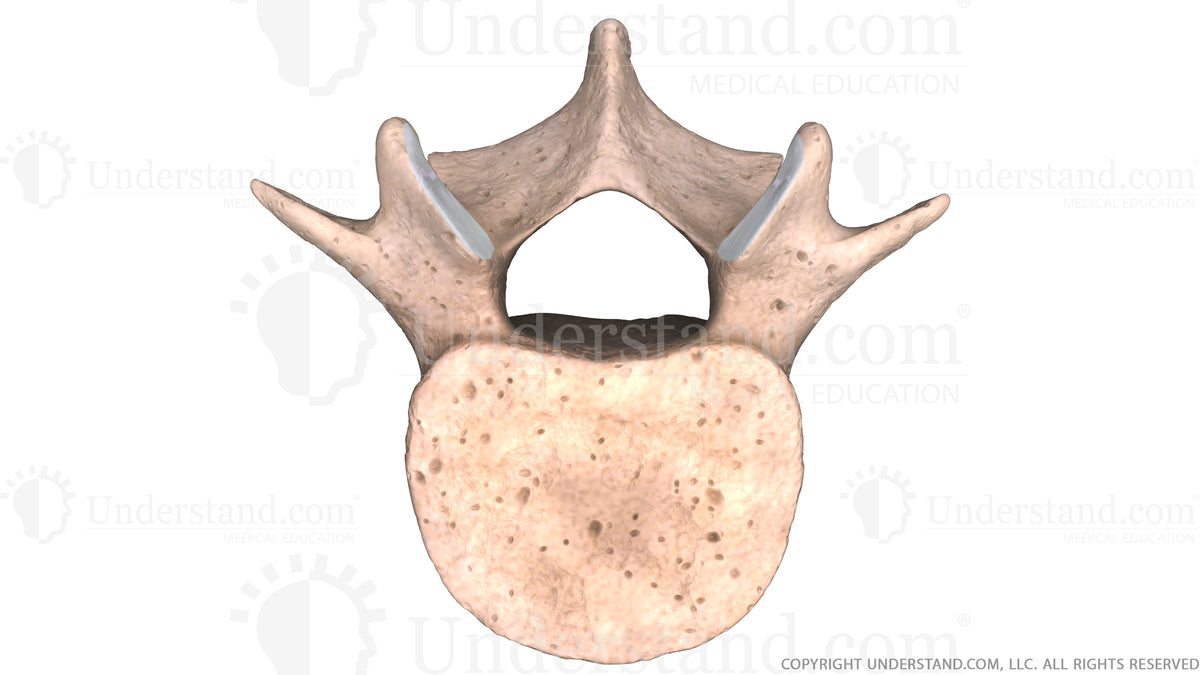 Lumbar (L4) Vertebra Image – Understand.com
