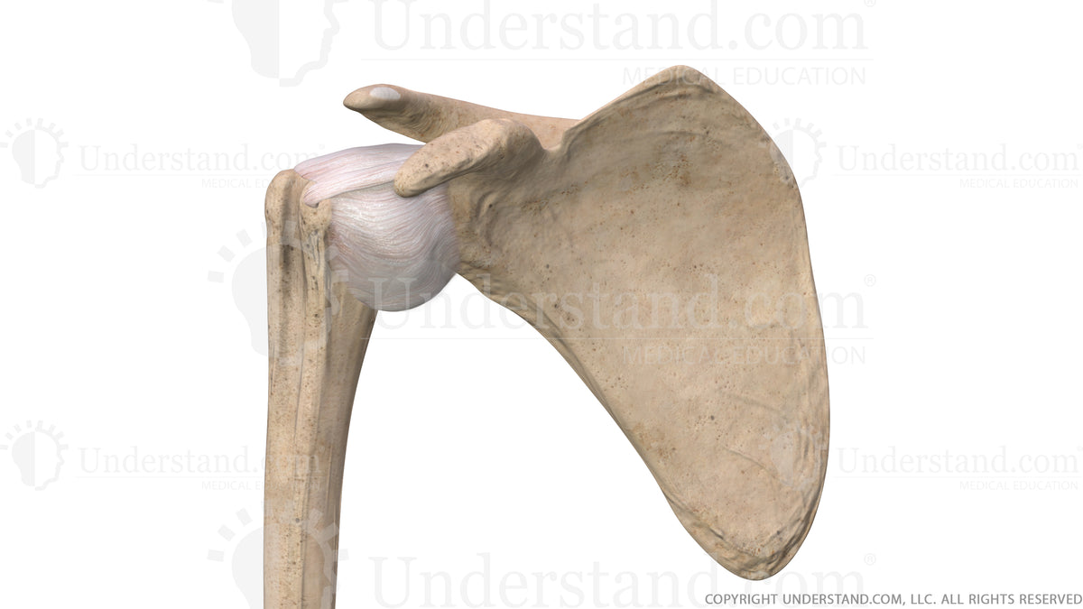 Shoulder Instability Anterior Image – Understand.com